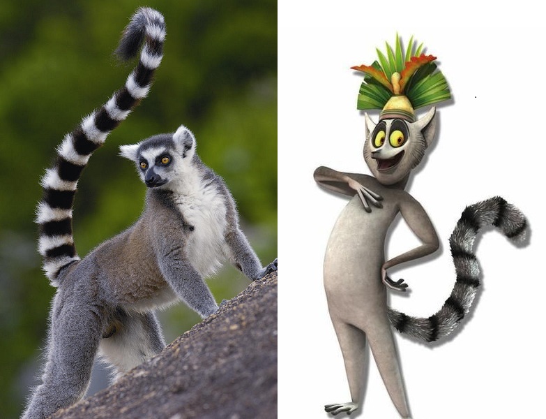 Ring-tailed Lemur Threatened by Extinction - The Camping Canuck