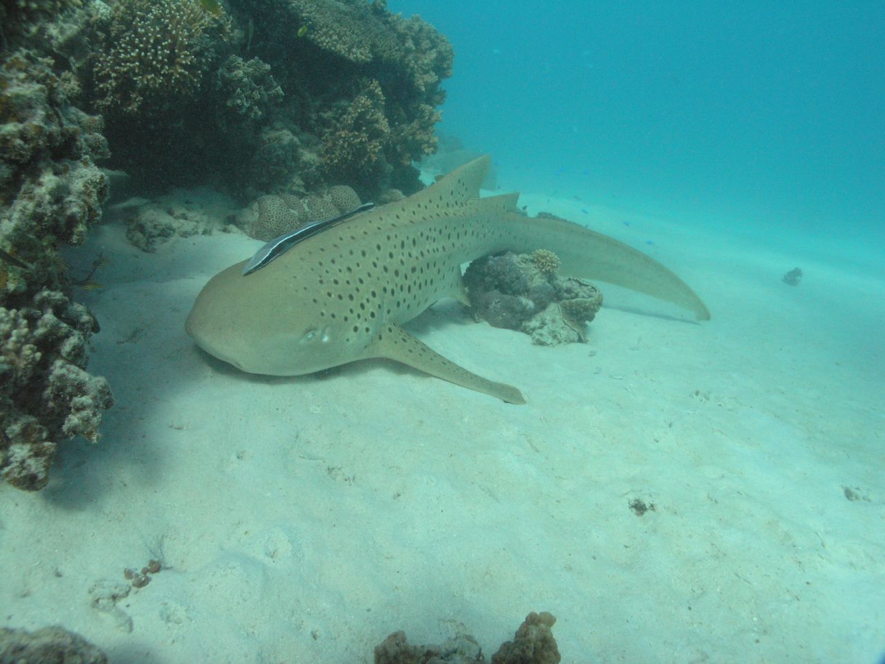 Leoni, The Zebra Shark, Changed Her Reproduction From Sexual to Asexual ...